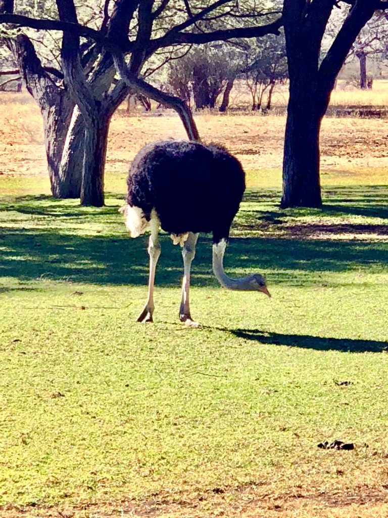 Radio, Animals, Naps…in Namibia - Ramblin' Randy