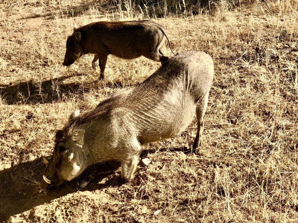 Radio, Animals, Naps…in Namibia - Ramblin' Randy