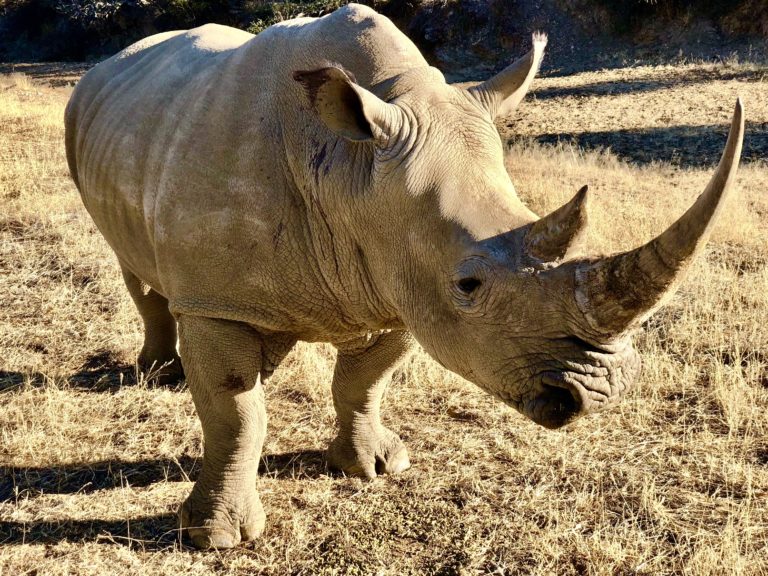 Radio, Animals, Naps…in Namibia - Ramblin' Randy