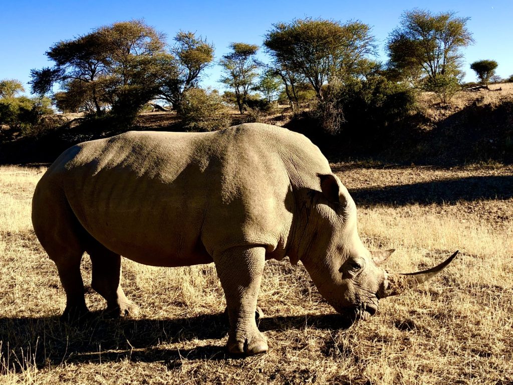 Radio, Animals, Naps…in Namibia - Ramblin' Randy